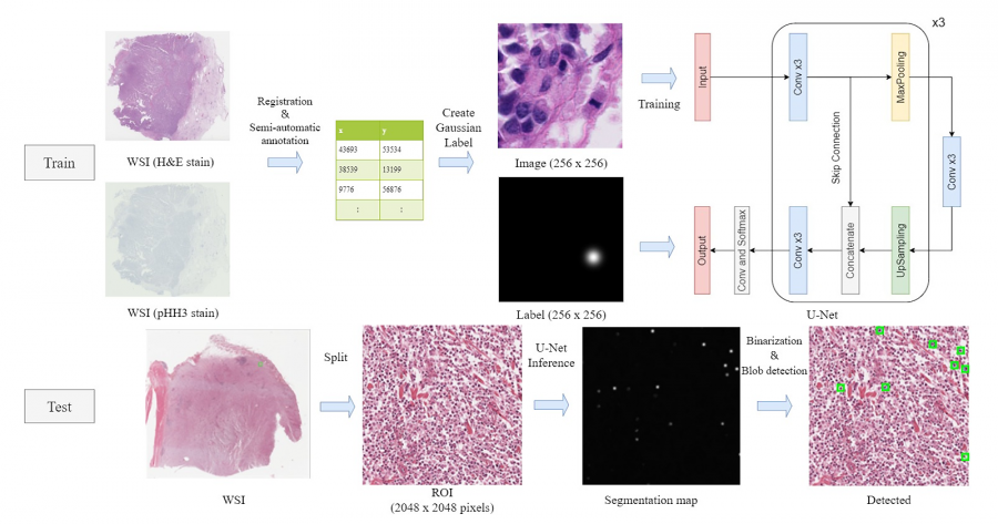 U-Net based mitosis detection from H&E-stained images with the ...