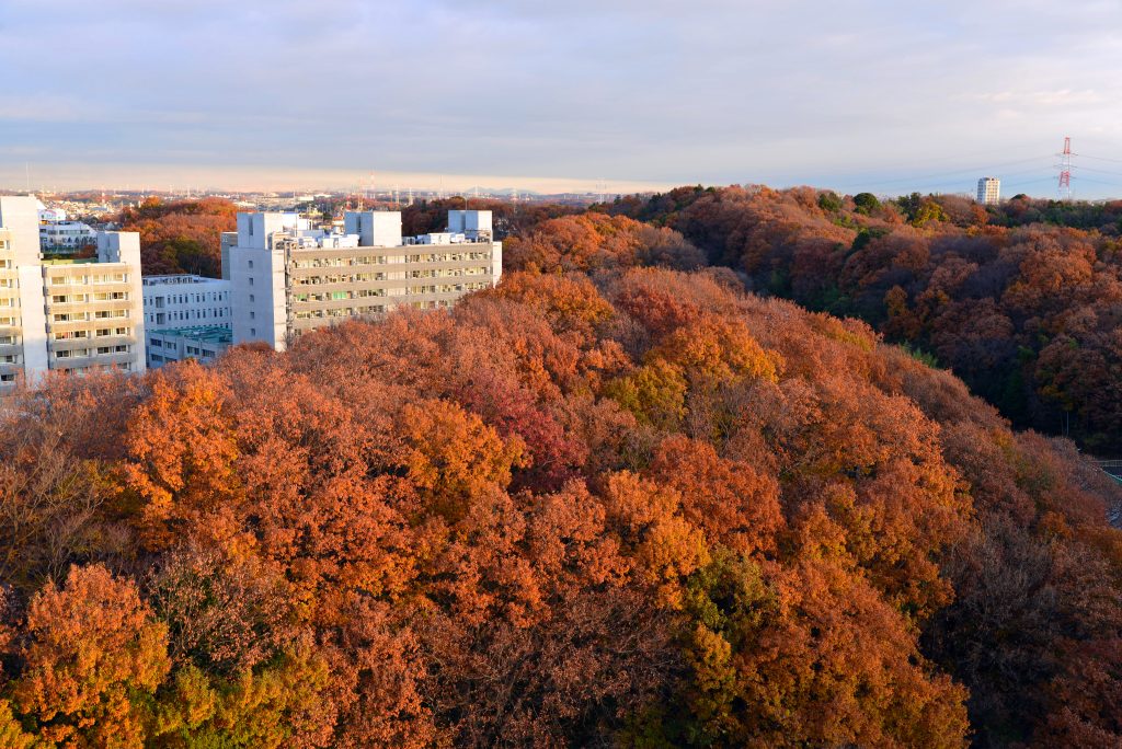 Research – Yamaguchi / Takeyama Lab