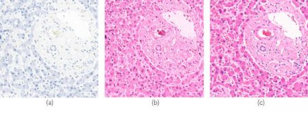 デジタル染色 – Yamaguchi Lab